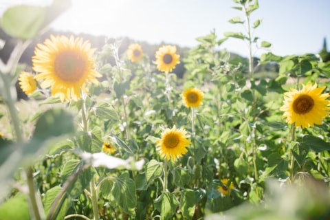 Ecology and naturism for 100% nature holidays | Bélézy naturist campsite